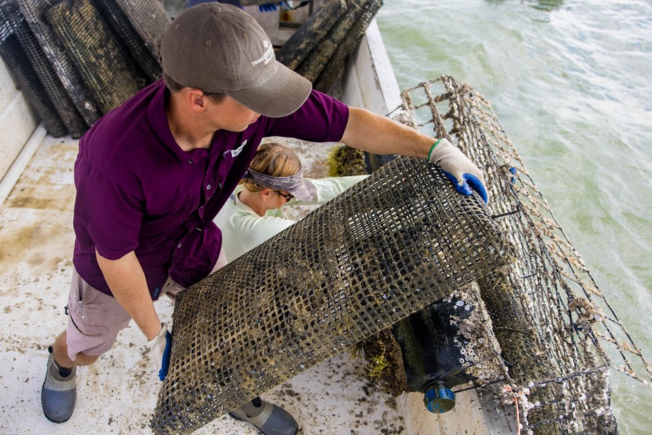 Oyster Farming
