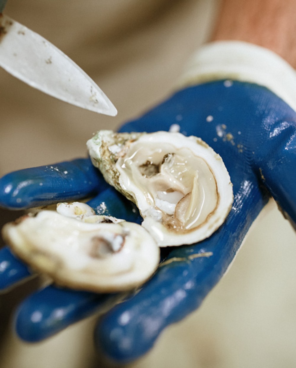Oyster Farming